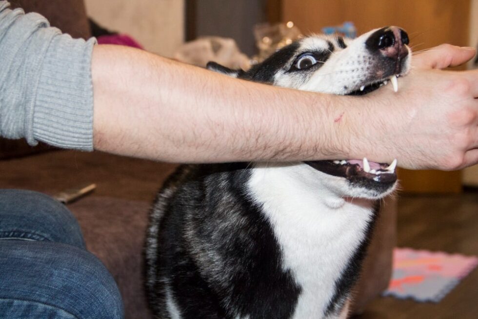 Am I Liable If My Dog Attacks Someone am-i-liable-if-my-dog-attacks-someone